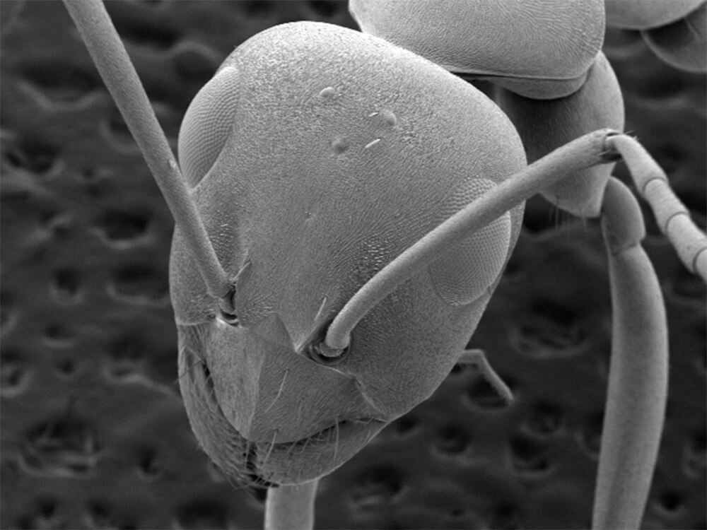 Ant | Amazing microscopic world | JEOL Ltd.