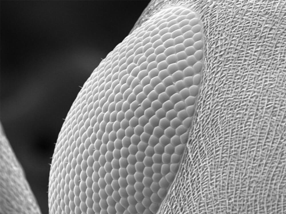 Ant | Amazing microscopic world | JEOL Ltd.