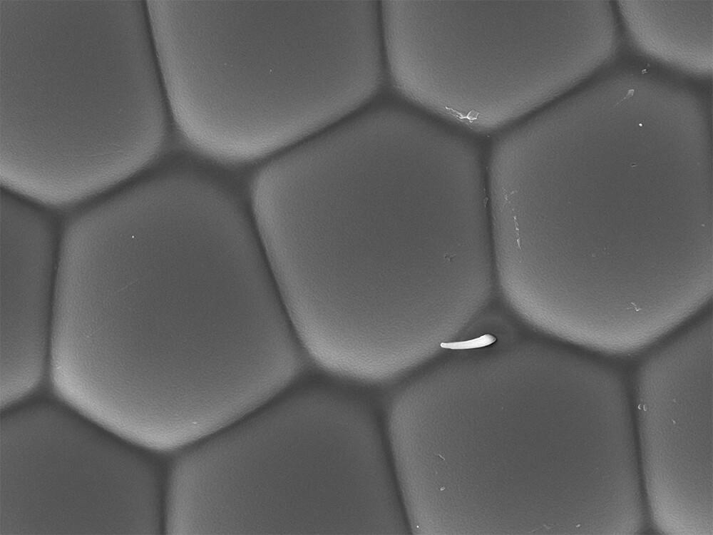 Ant | Amazing microscopic world | JEOL Ltd.