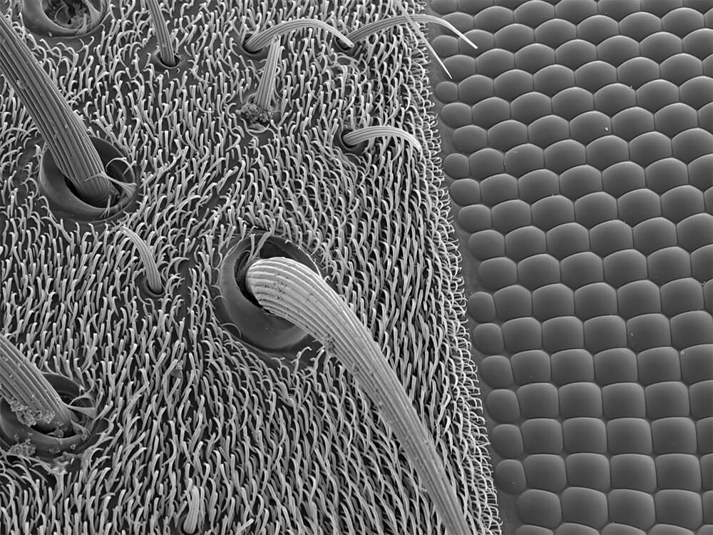 Fly | Amazing microscopic world | JEOL Ltd.