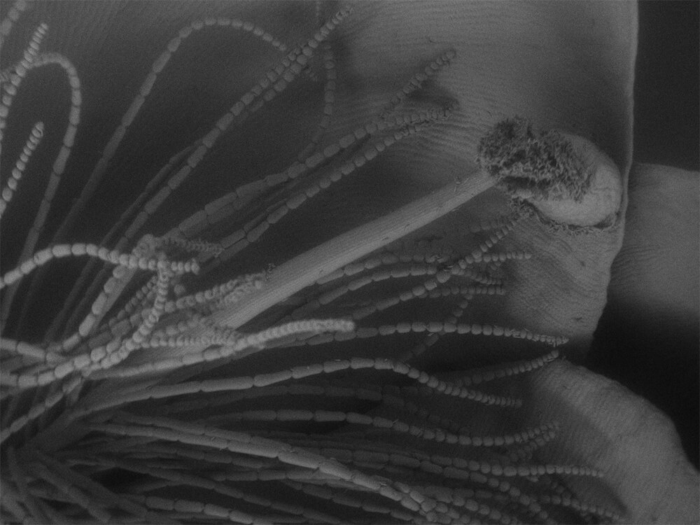 Timothy | Amazing microscopic world | JEOL Ltd.