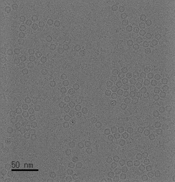Apoferritin | Amazing microscopic world | JEOL Ltd.