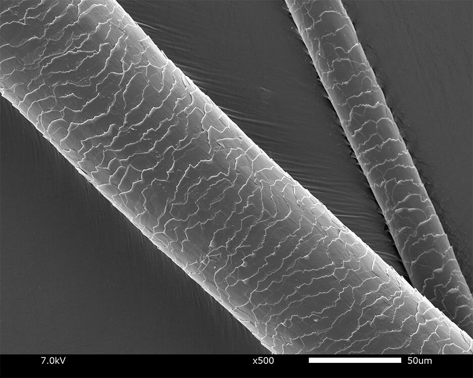 Hair | Amazing microscopic world | JEOL Ltd.