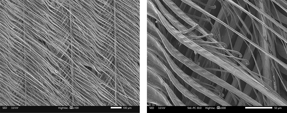 Eurasian eagle owl feathers | Amazing microscopic world | JEOL Ltd.