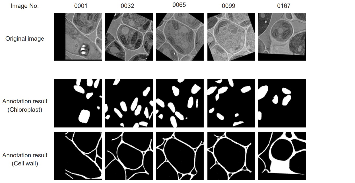 3D Observation of Biological Specimen using a SiN Window Chip: Serial ...