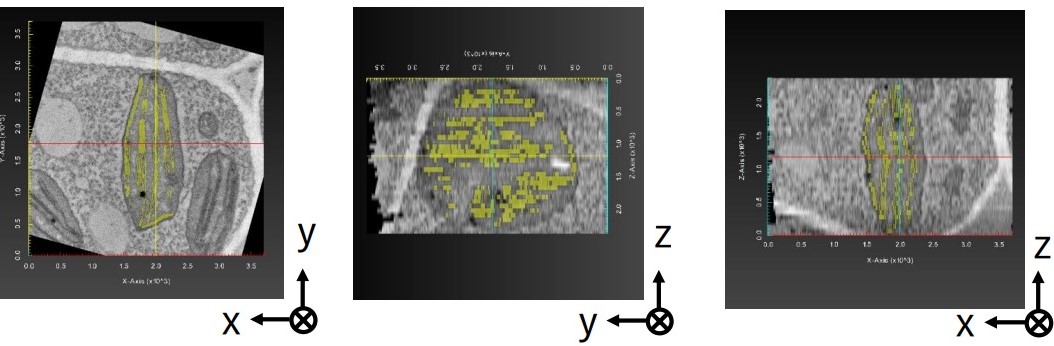 3D Observation of Biological Specimen using a SiN Window Chip: Serial Section TEM | Applications ...