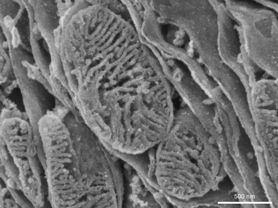 Mouse | Amazing microscopic world | JEOL Ltd.