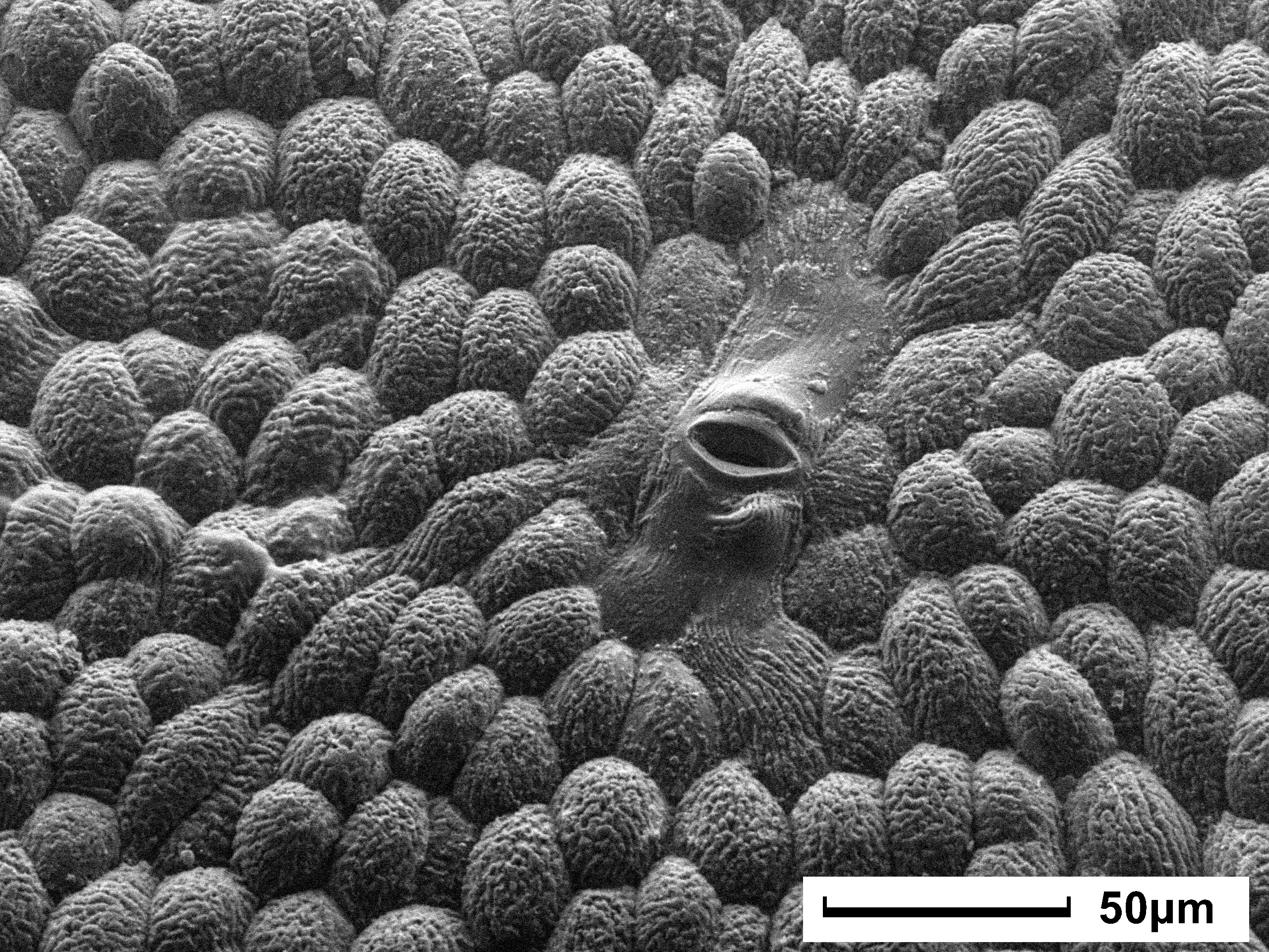 Peel of banana | Amazing microscopic world | JEOL Ltd.