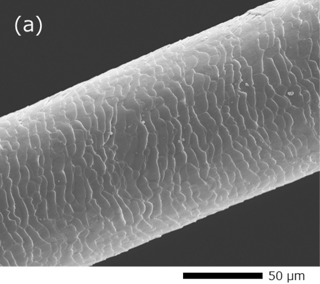 coating, metal coating | Glossary | JEOL Ltd.